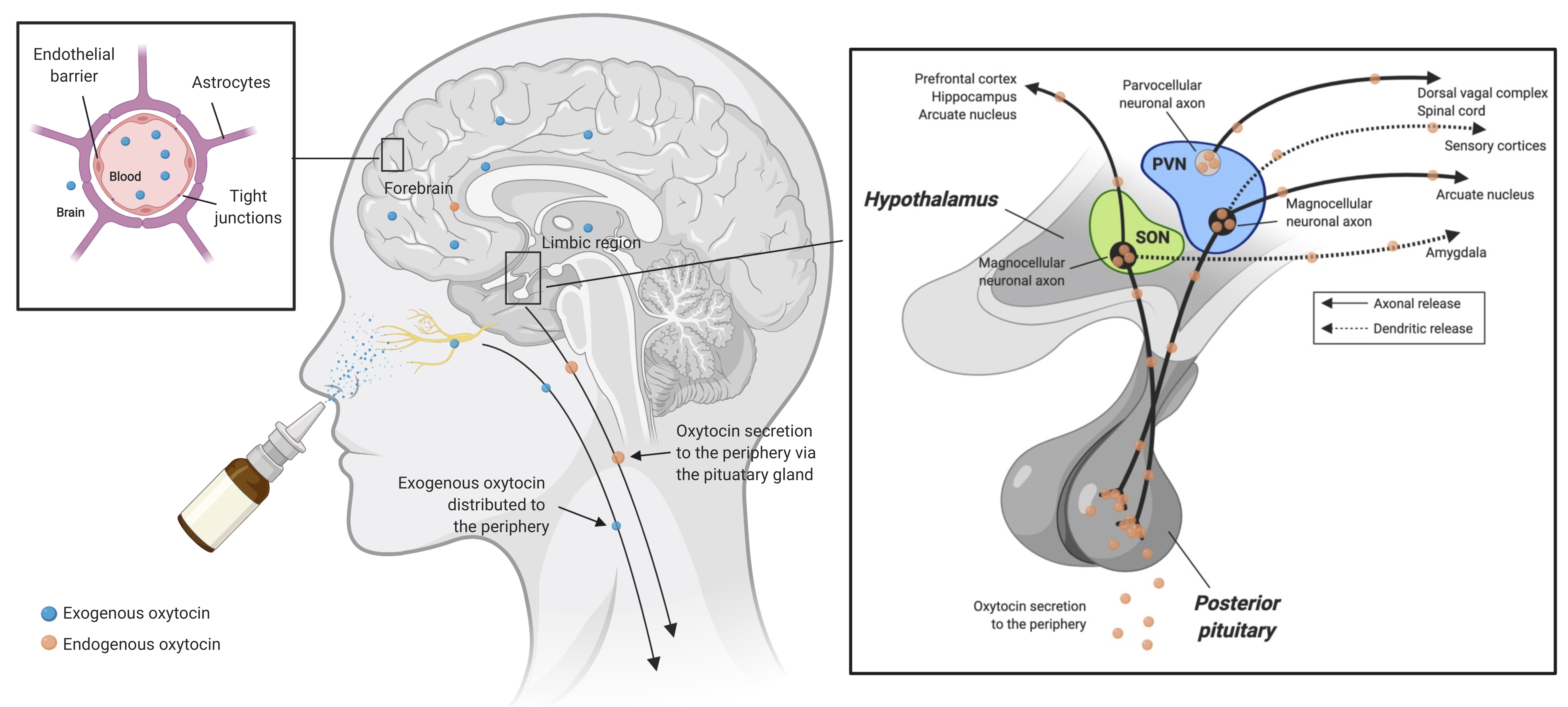 Advances in the field of intranasal oxytocin research: lessons learned ...